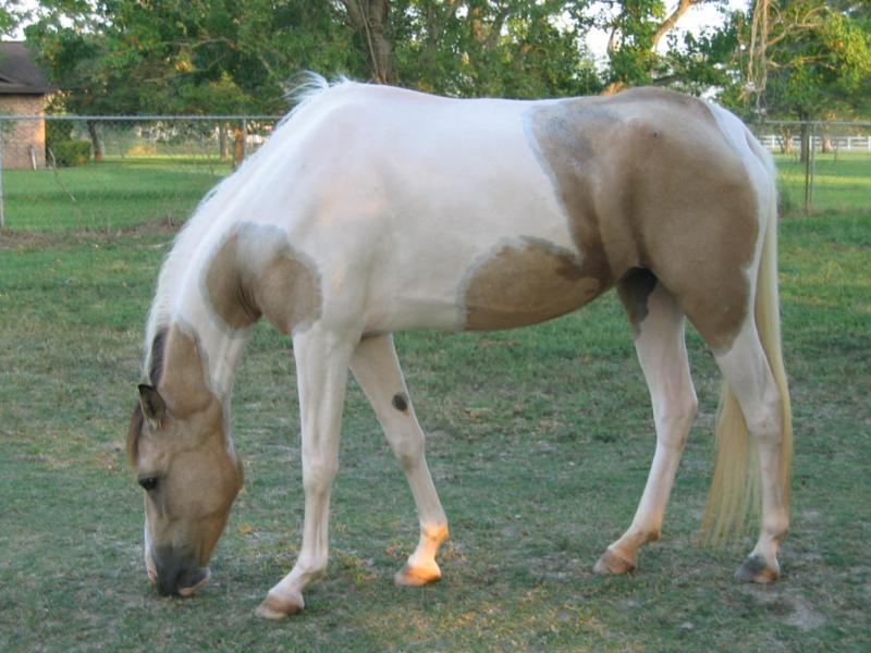 Point Evergreen Animal Rescue & Equine Sanctuary - Shey Before And After
