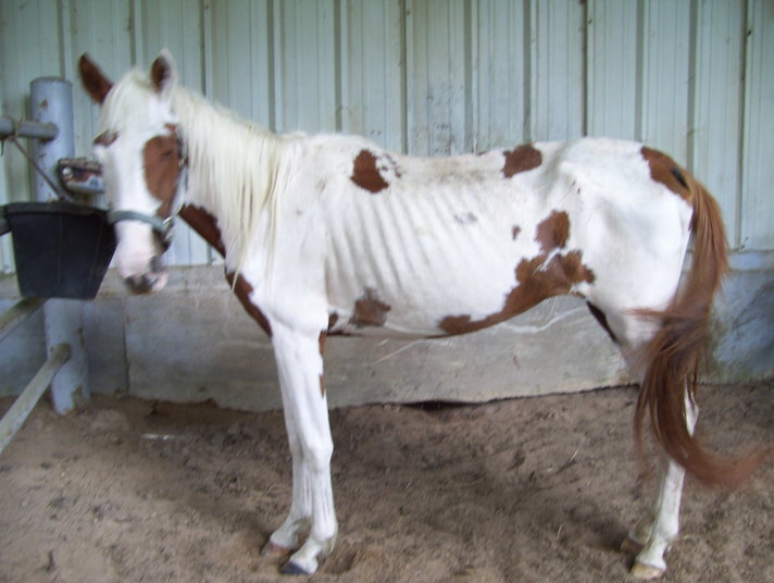Point Evergreen Animal Rescue & Equine Sanctuary - Shey Before And After