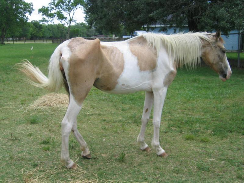 Point Evergreen Animal Rescue & Equine Sanctuary - Shey Before And After